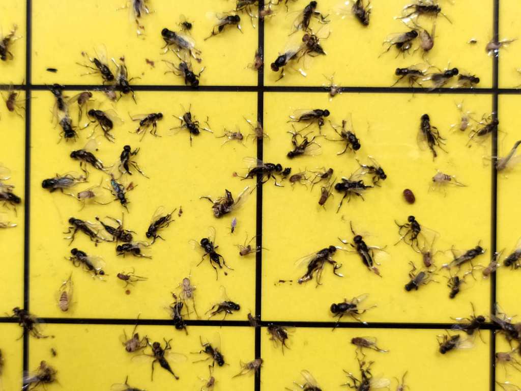 Piophila casei (Diptera, Piophilidae), la mosca del queso – El ...