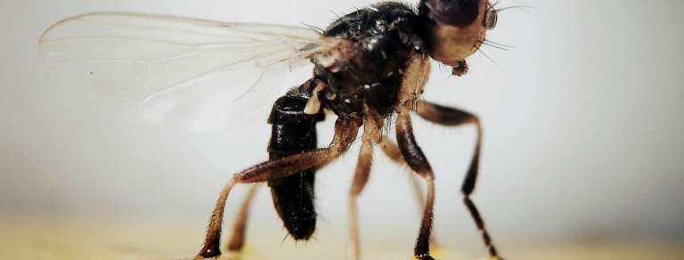 Piophila casei (Diptera, Piophilidae), la mosca del queso – El ...