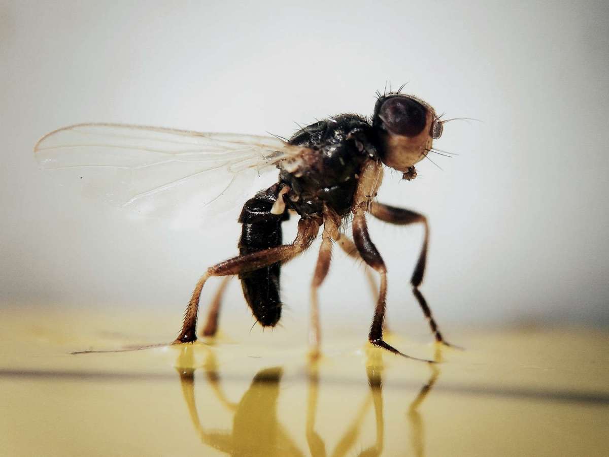 Piophila casei (Diptera, Piophilidae), la mosca del queso – El ...