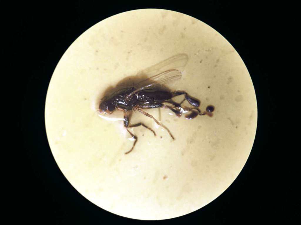 Piophila casei (Diptera, Piophilidae), la mosca del queso – El ...