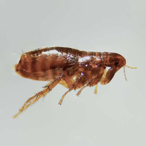 pulgas (Siphonaptera) – El desinsectador y desratizador