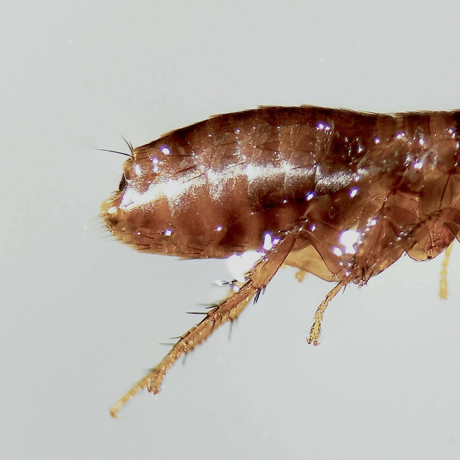 Ceratophyllus collumbae (Siphonaptera, Ceratophyllidae) en un nido de ...