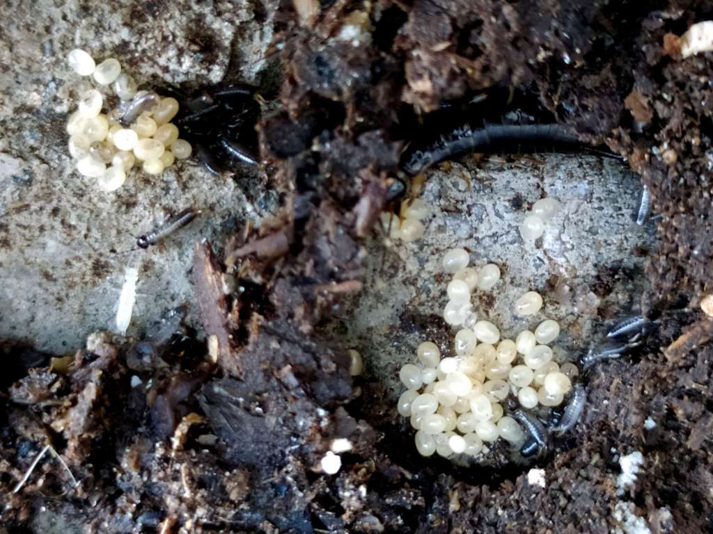 Puestas de tijereta Euborellia annulipes (Dermaptera, Anisolabididae ...