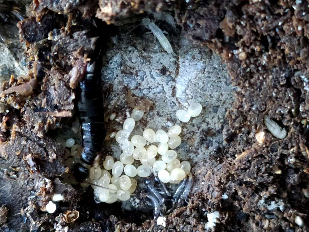 Puestas de tijereta Euborellia annulipes (Dermaptera, Anisolabididae ...
