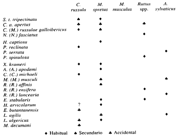 Ácaro ectoparásito Laelaps (Acari, Laelapidae) sobre ratón moruno, Mus ...