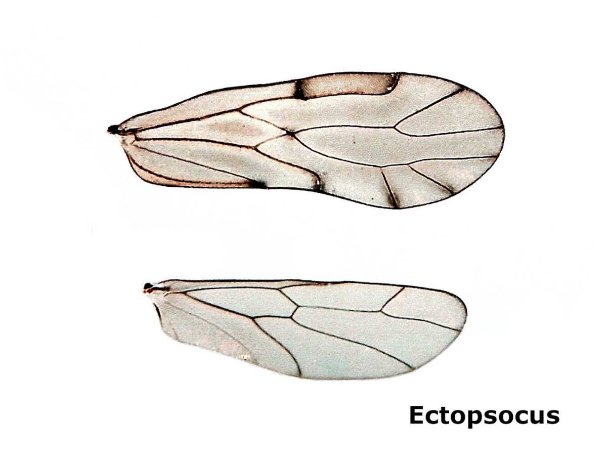 Psocópteros Ectopsocus y Lachesilla (Psocoptera: Ectopsocidae ...