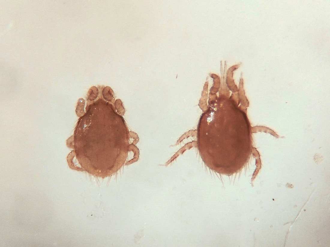 Ácaro ectoparásito Laelaps (Acari, Laelapidae) sobre ratón moruno, Mus ...