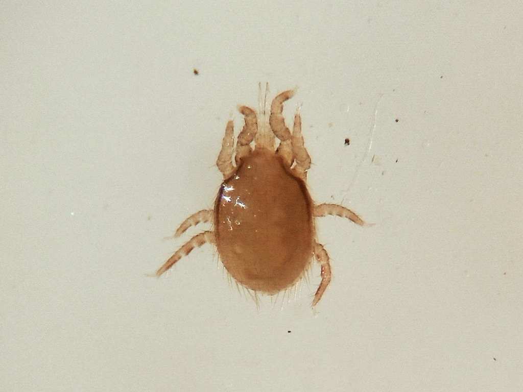 Ácaro ectoparásito Laelaps (Acari, Laelapidae) sobre ratón moruno, Mus ...