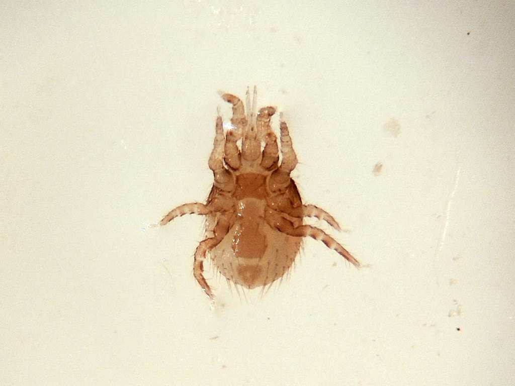 Ácaro ectoparásito Laelaps (Acari, Laelapidae) sobre ratón moruno, Mus ...