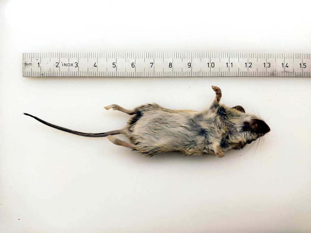 Ácaro ectoparásito Laelaps (Acari, Laelapidae) sobre ratón moruno, Mus ...