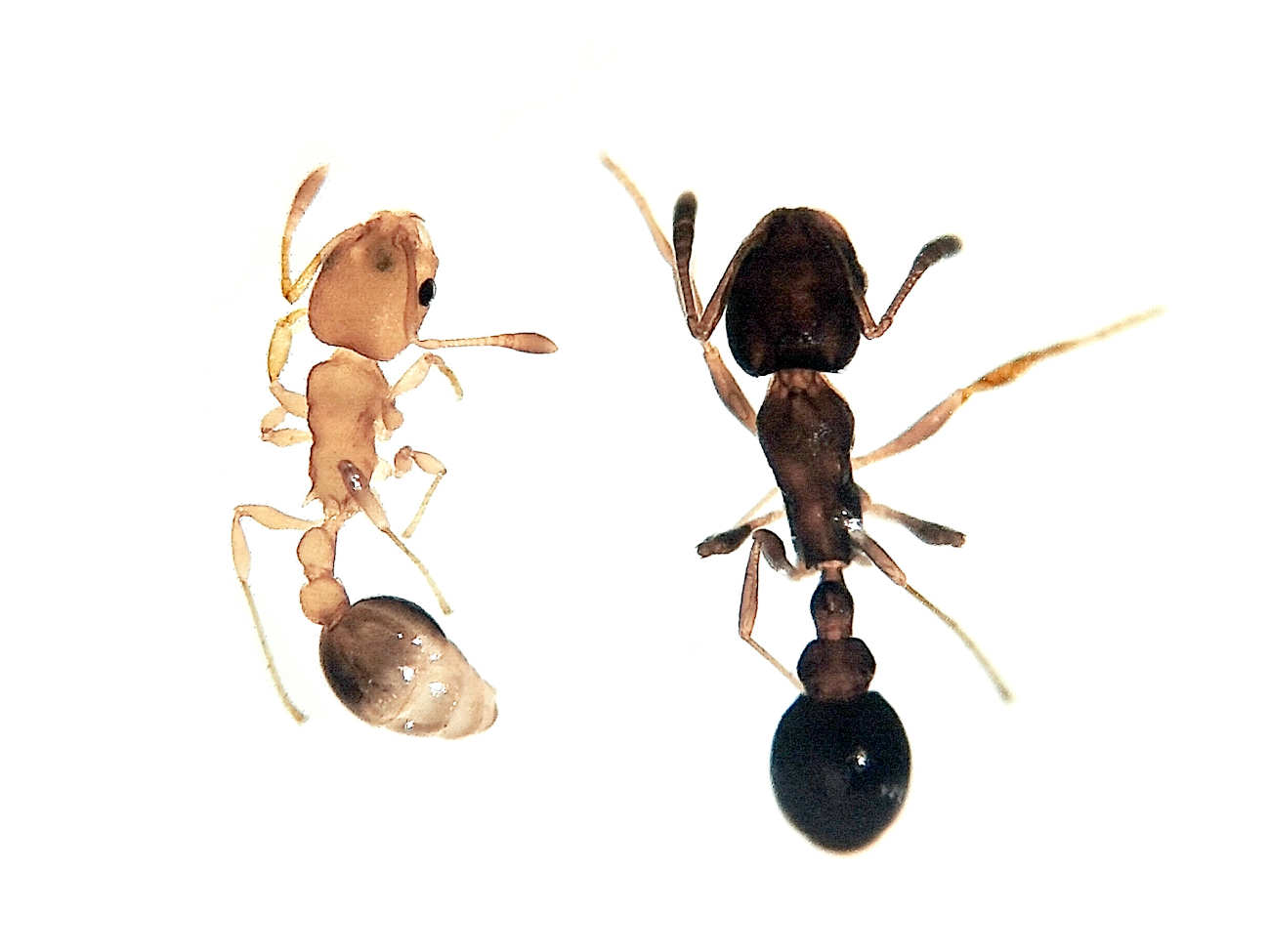 Cardiocondyla obscurior (Hymenoptera, Formicidae) en Can Zam, Santa ...