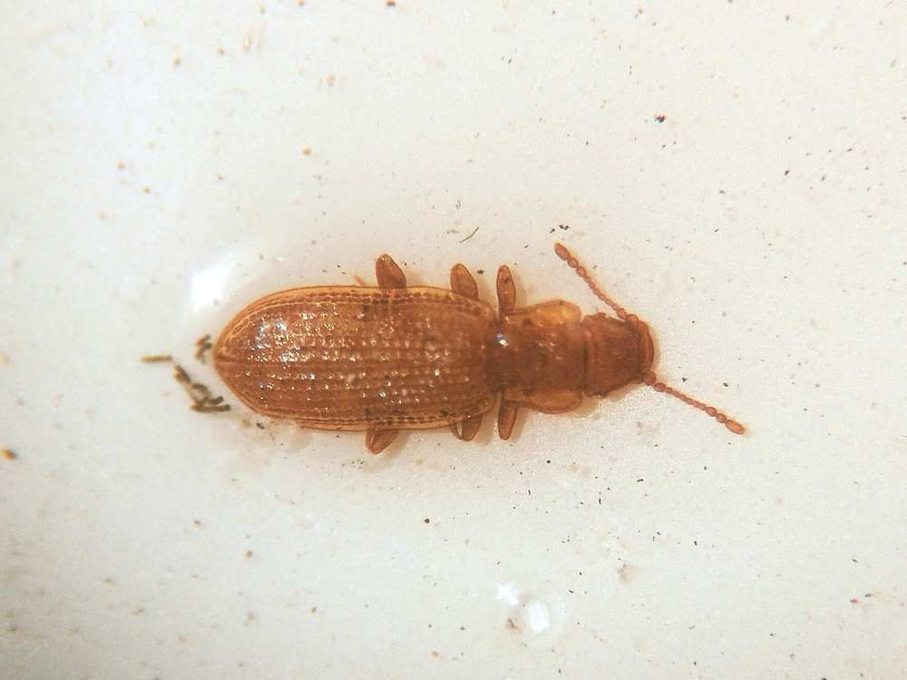 Sobre Dienerella filiformis (Coleoptera, Latridiidae) en una cocina de ...