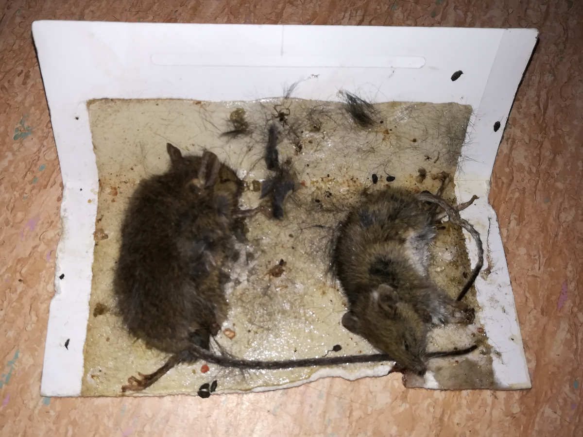 El ratón moruno (Mus spretus) y el ratón de campo (Apodemus sylvaticus ...