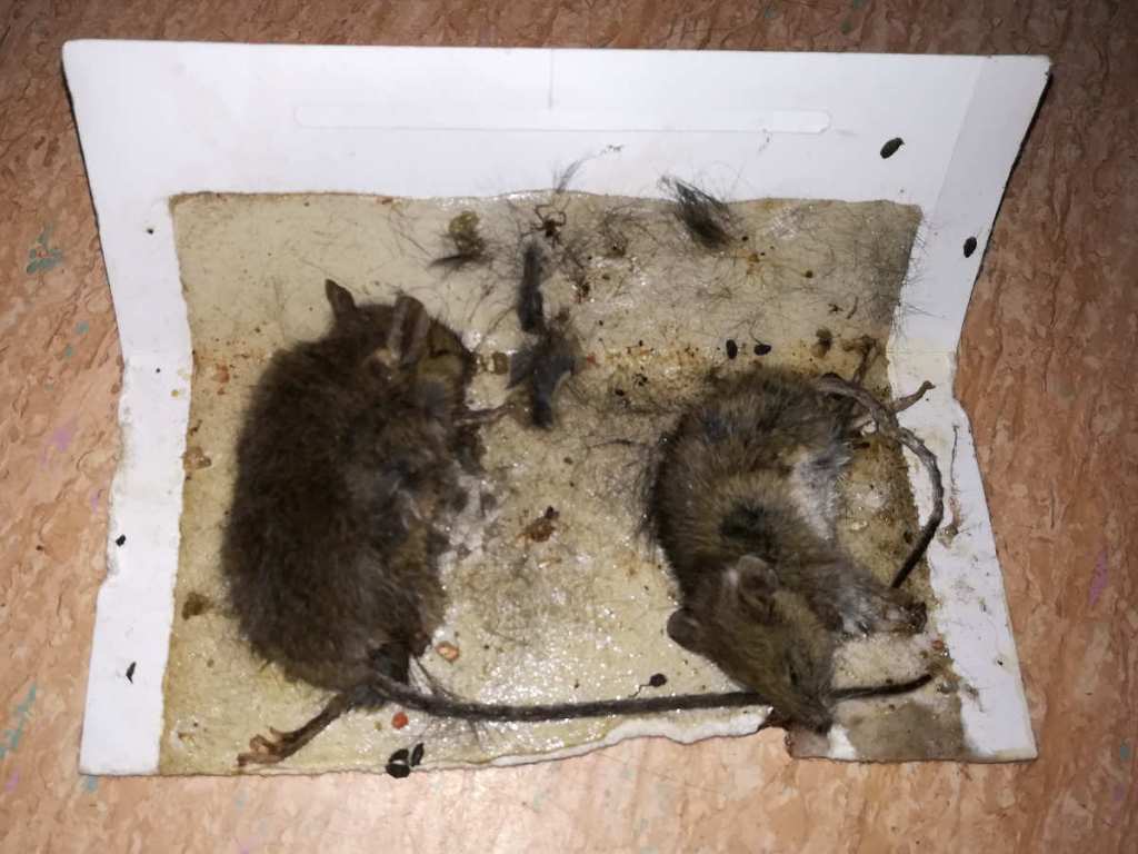 El ratón moruno (Mus spretus) y el ratón de campo (Apodemus sylvaticus ...