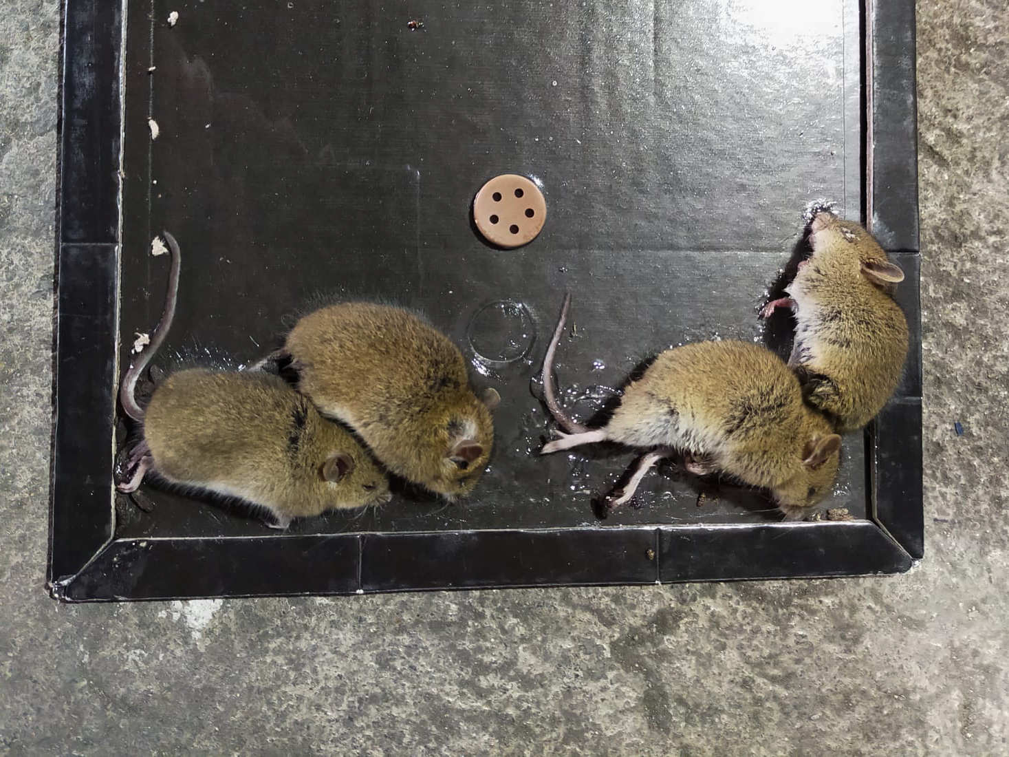 El ratón moruno (Mus spretus) y el ratón de campo (Apodemus sylvaticus ...