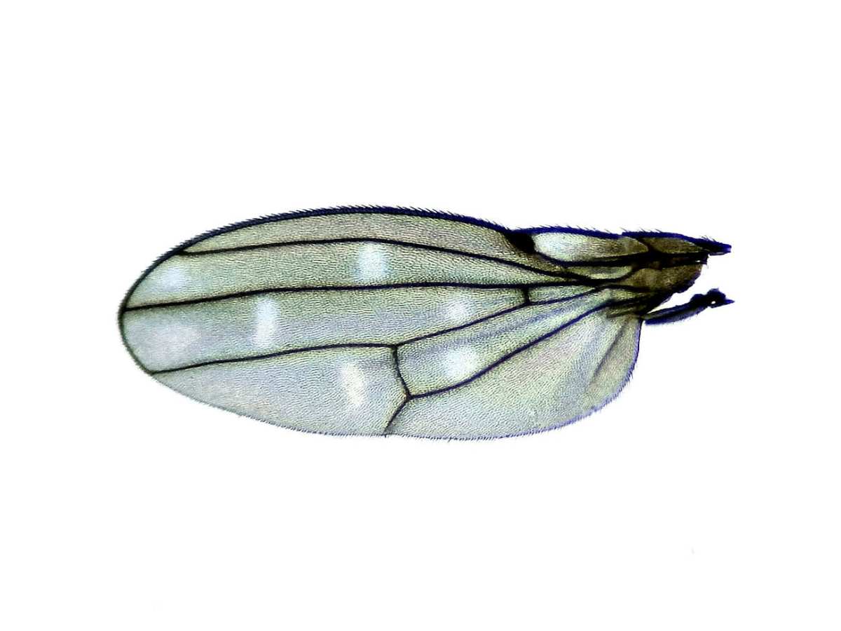 Sobre la mosca Scatella (Diptera, Ephydridae) en planchas de ...