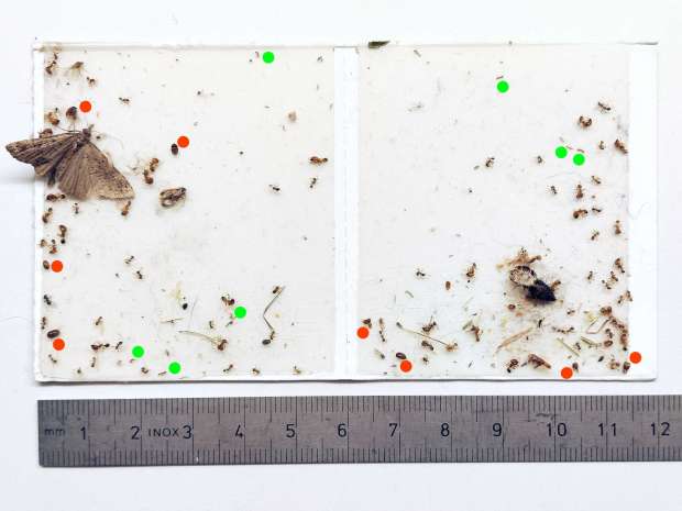 Sobre Cephalonomia gallicola (Hymenoptera, Behtylidae), parasitoide de ...