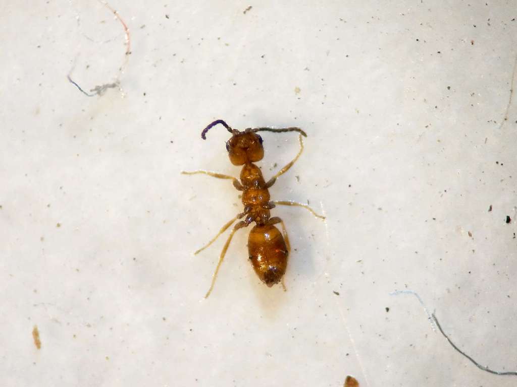 Sobre Cephalonomia gallicola (Hymenoptera, Behtylidae), parasitoide de ...