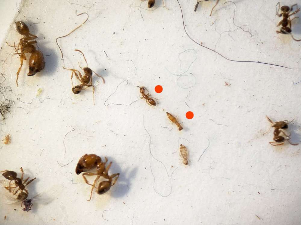 Sobre Cephalonomia gallicola (Hymenoptera, Behtylidae), parasitoide de ...