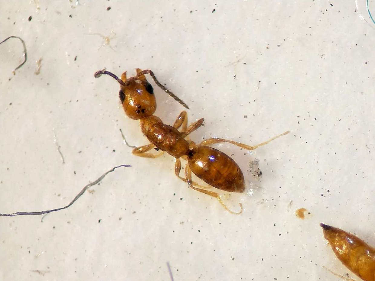 Sobre Cephalonomia gallicola (Hymenoptera, Behtylidae), parasitoide de ...