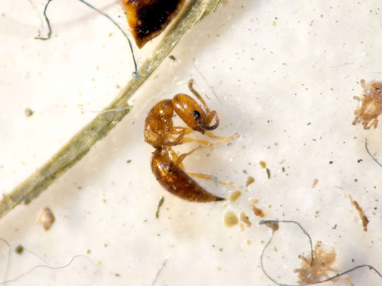 Sobre Cephalonomia gallicola (Hymenoptera, Behtylidae), parasitoide de ...