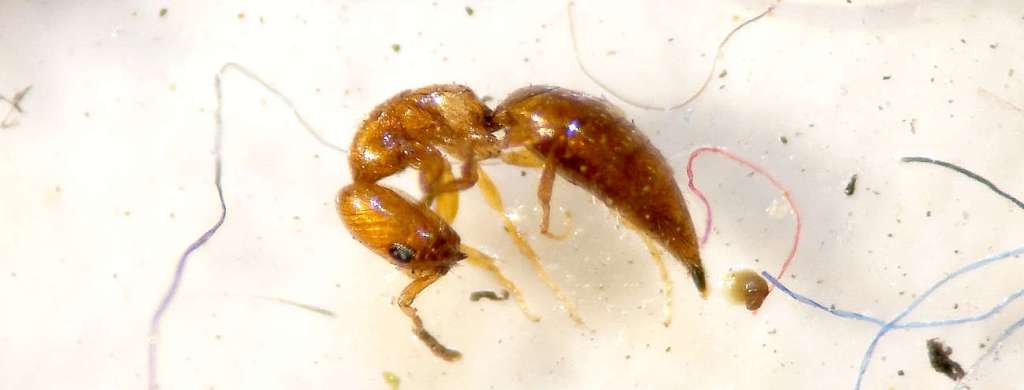 Sobre Cephalonomia gallicola (Hymenoptera, Behtylidae), parasitoide de ...