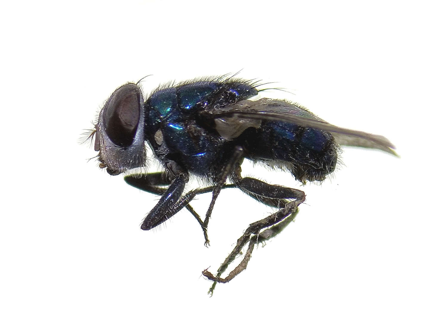 mayo 2022 – El desinsectador y desratizador