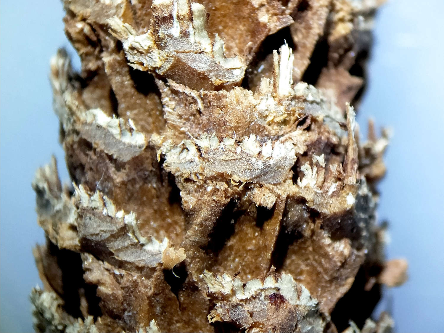 Piñas roídas por rata de campo (Rattus rattus) y ardilla común (Sciurus ...