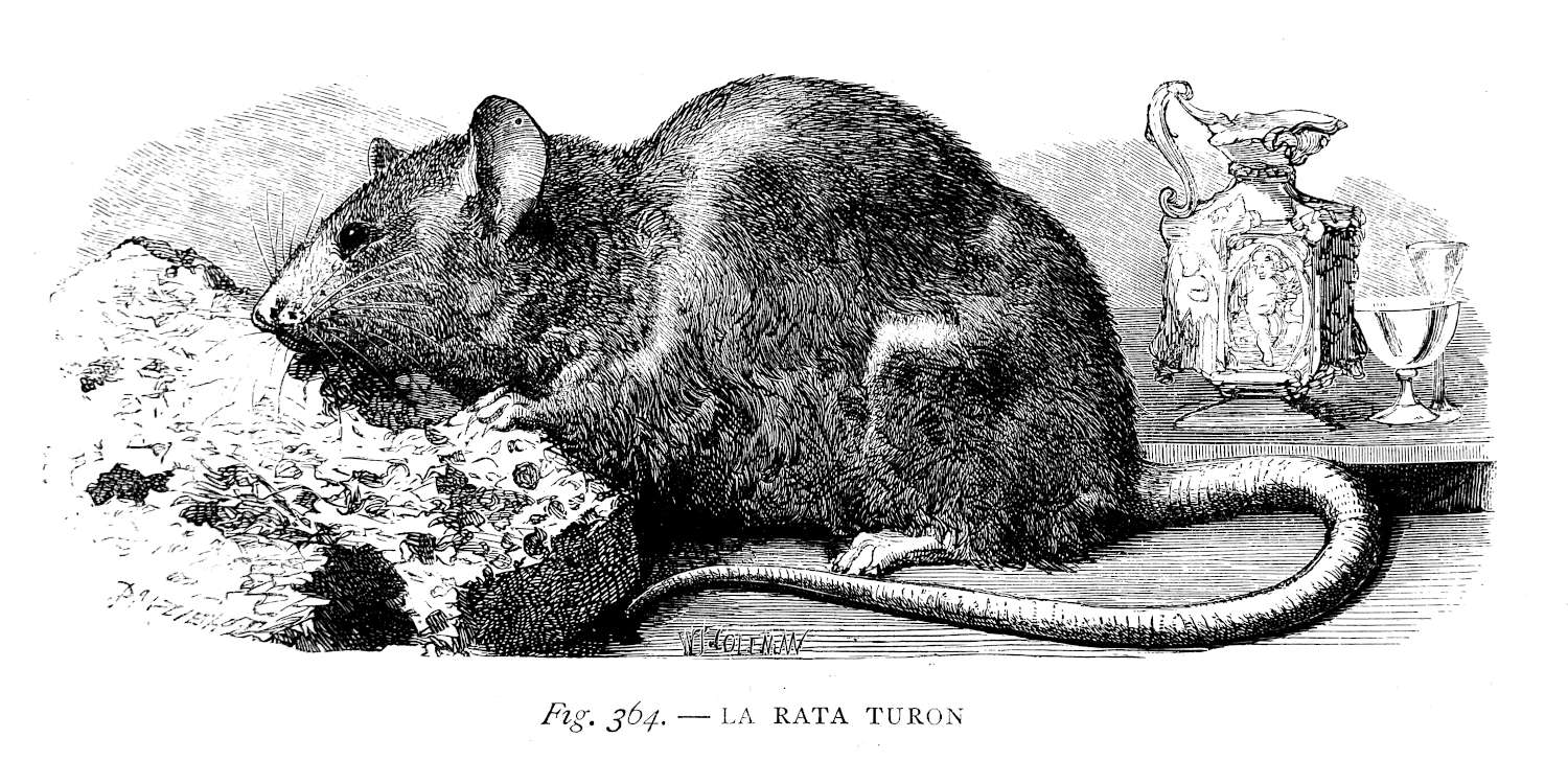 Notas sobre la rata negra (Rattus rattus) y la rata de alcantarilla (R ...