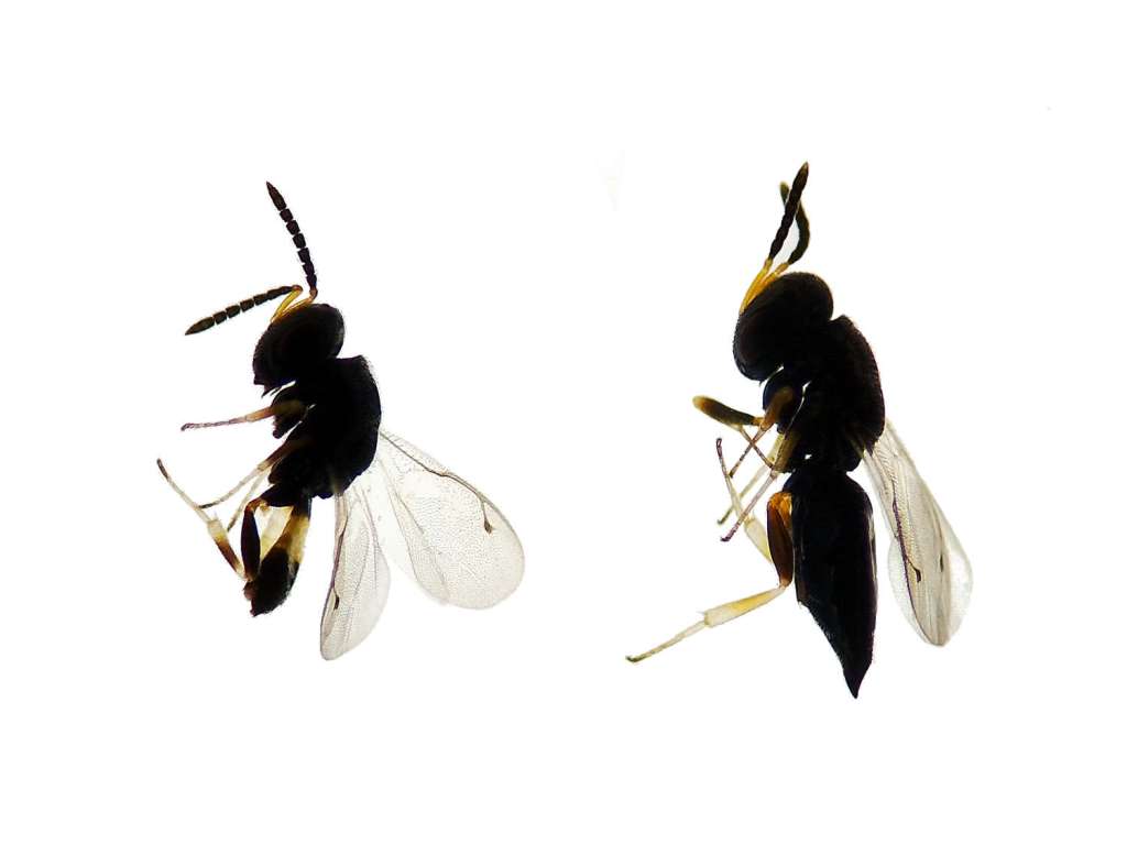 Cephalonomia (Hym., Bethylidae) y Anisopteromalus (Hym., Pteromalidae ...
