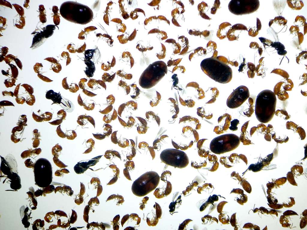 Cephalonomia (Hym., Bethylidae) y Anisopteromalus (Hym., Pteromalidae ...