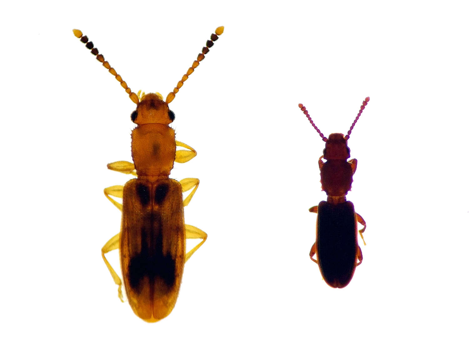 Cryptamorpha desjardinsii (Coleoptera, Silvanidae), un coleóptero ...