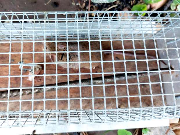 Paisajismo urbano y ratón doméstico (Mus musculus) – El desinsectador y ...