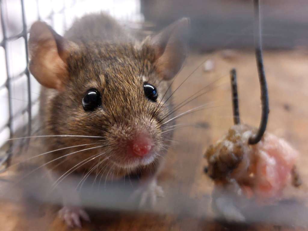 Paisajismo urbano y ratón doméstico (Mus musculus) – El desinsectador y ...