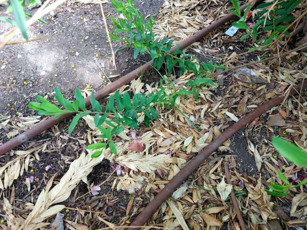 Tetramorium bicarinatum (Hymenoptera, Formicidae) en Benidorm – El ...