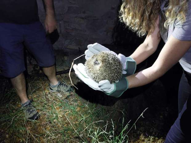 Un par de parásitos sobre erizo común (Erinaceus europaeus) – El ...