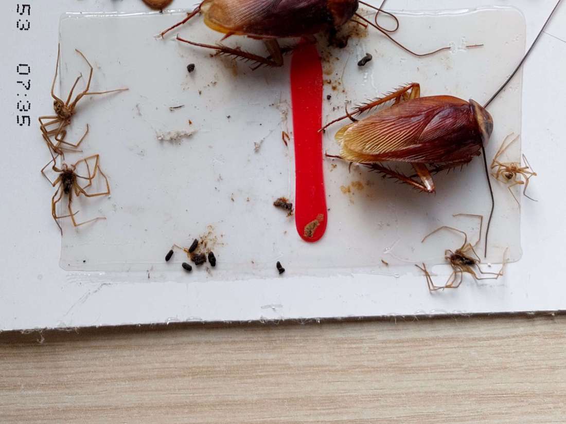 Loxoscelismo cutáneo causado por Loxosceles rufescens (Araneae ...