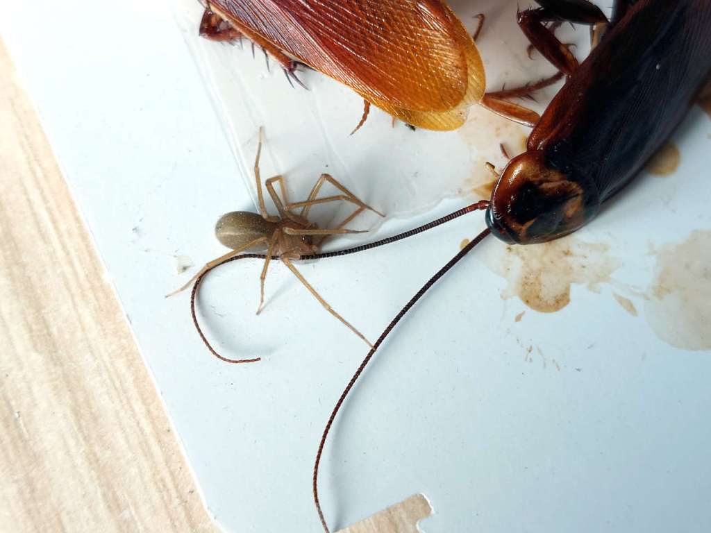 Loxoscelismo cutáneo causado por Loxosceles rufescens (Araneae ...