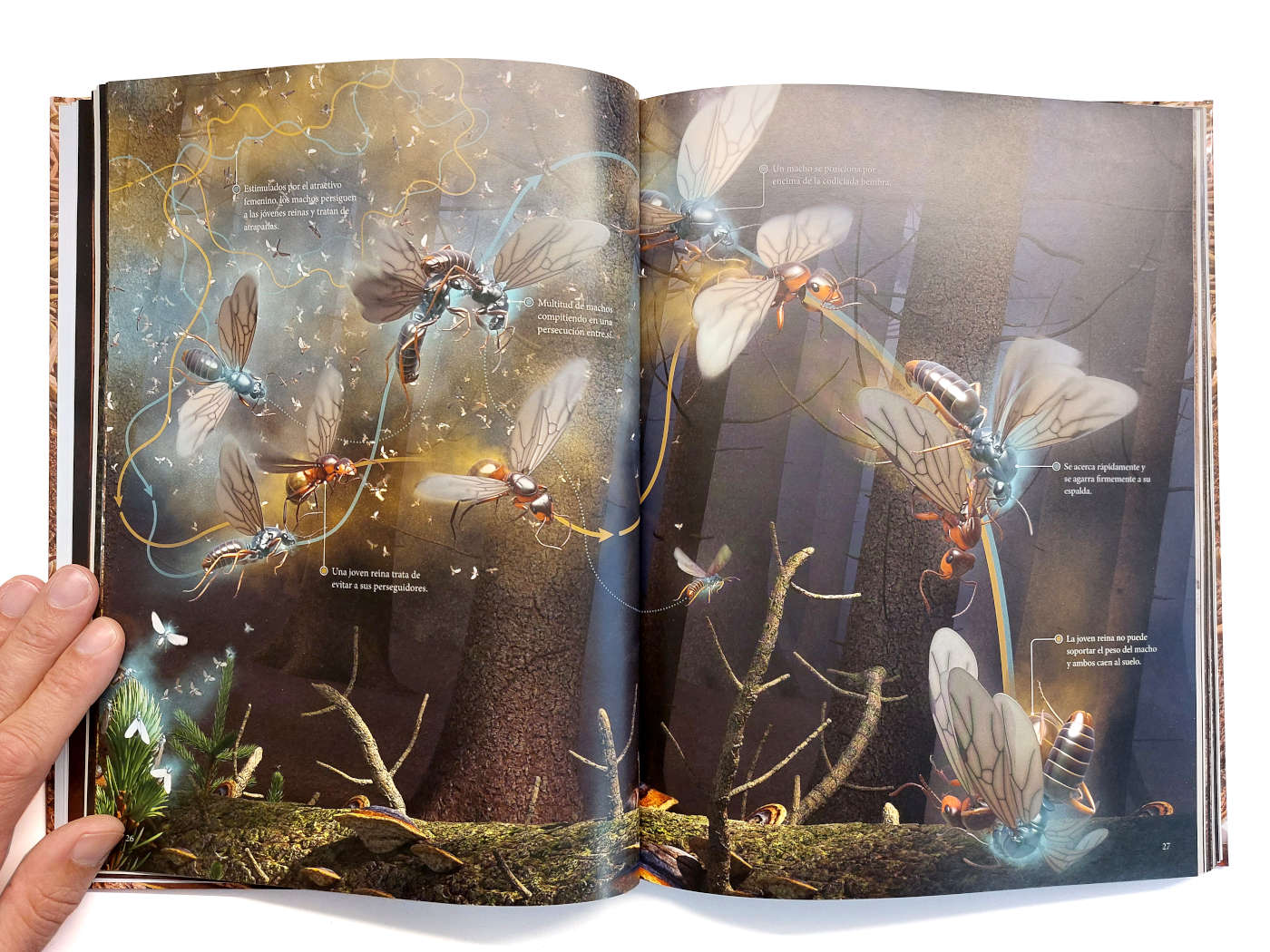 ‘Creación y organización de una colonia de hormigas de bosque’ por ...