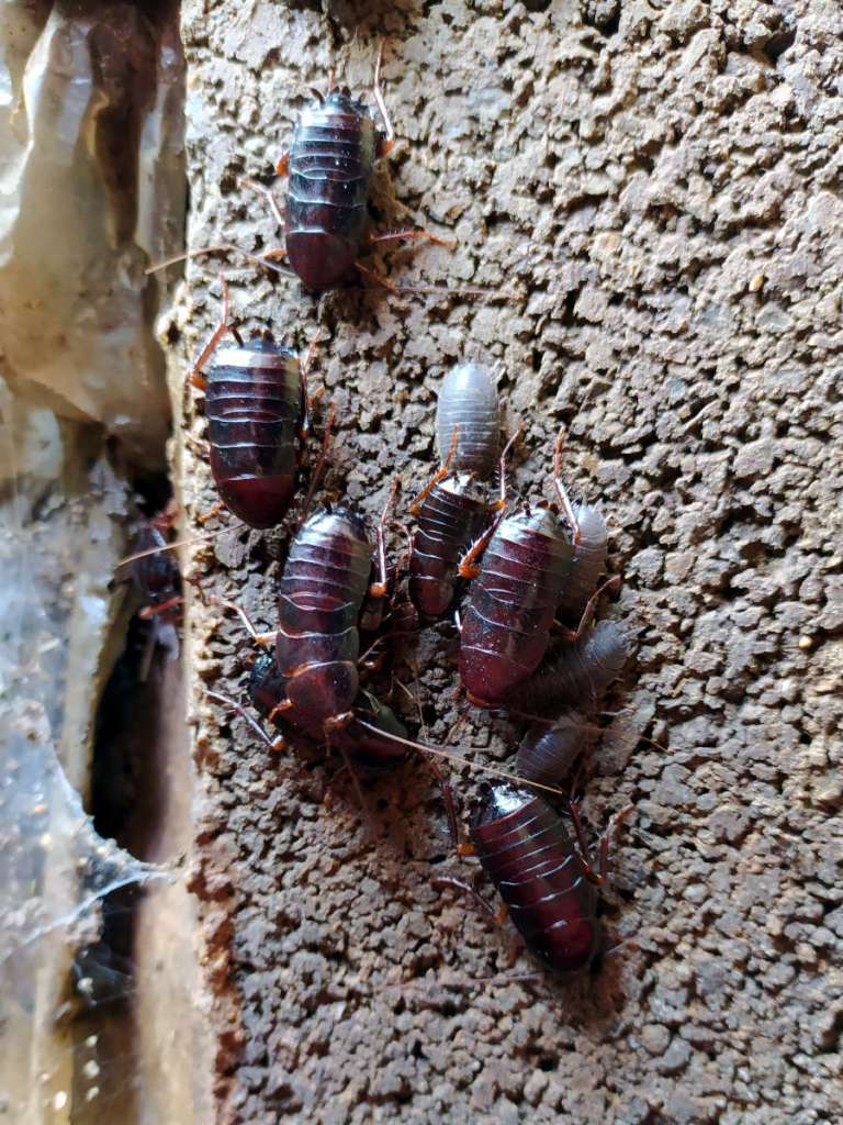 Cucaracha oriental (Blatta orientalis) en registros de una granja de ...