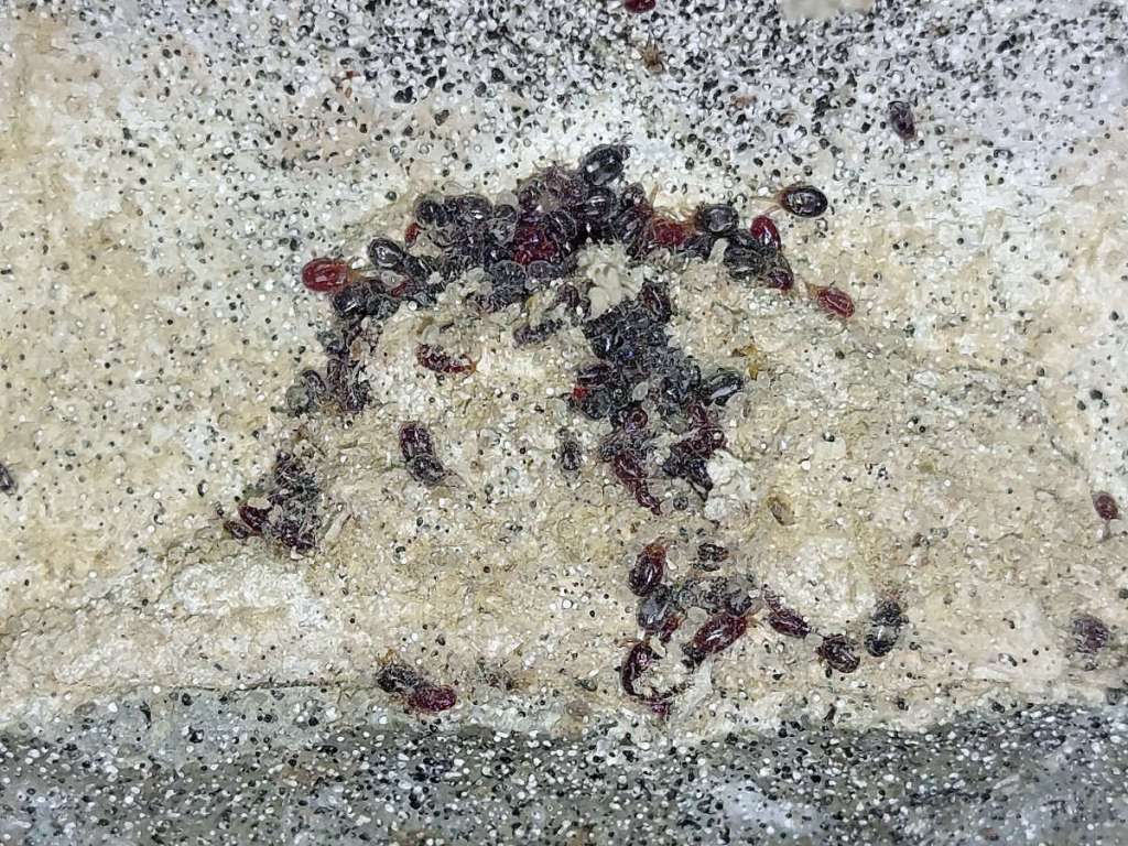 Sobre el ácaro rojo de las gallinas, Dermanyssus gallinae (Acari ...