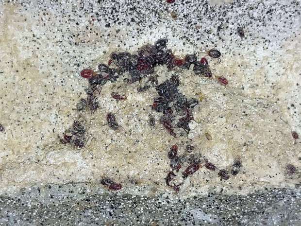 Sobre el ácaro rojo de las gallinas, Dermanyssus gallinae (Acari ...