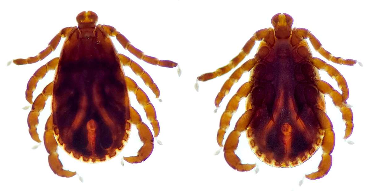 Garrapata Haemaphysalis punctata (Acari, Ixodidae) en Vilafranca del ...