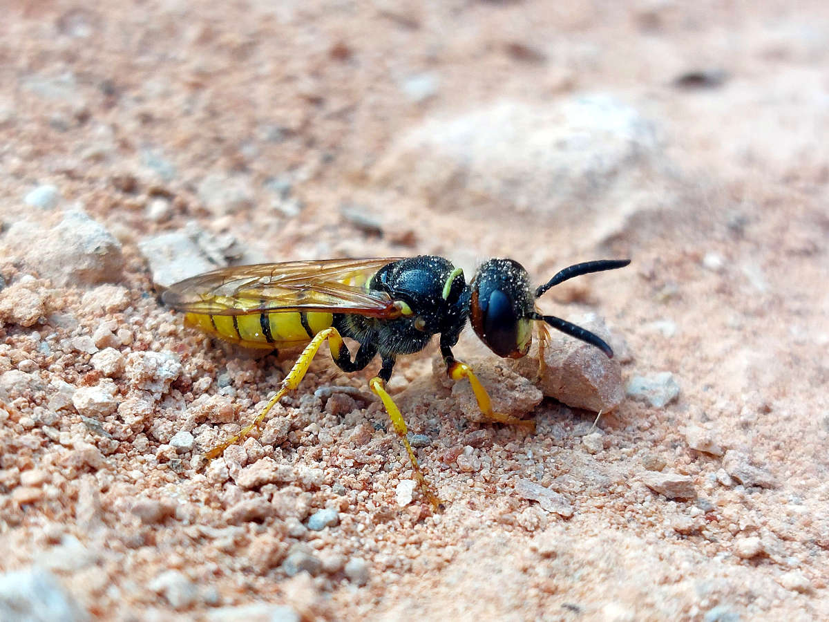 El desinsectador y desratizador – Página 7 – Control de plagas en el ...