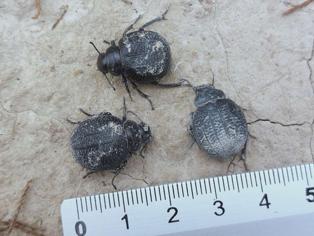 Pimeliinae (Coleoptera, Tenebrionidae) en Galera, Granada – El desinsectador y desratizador