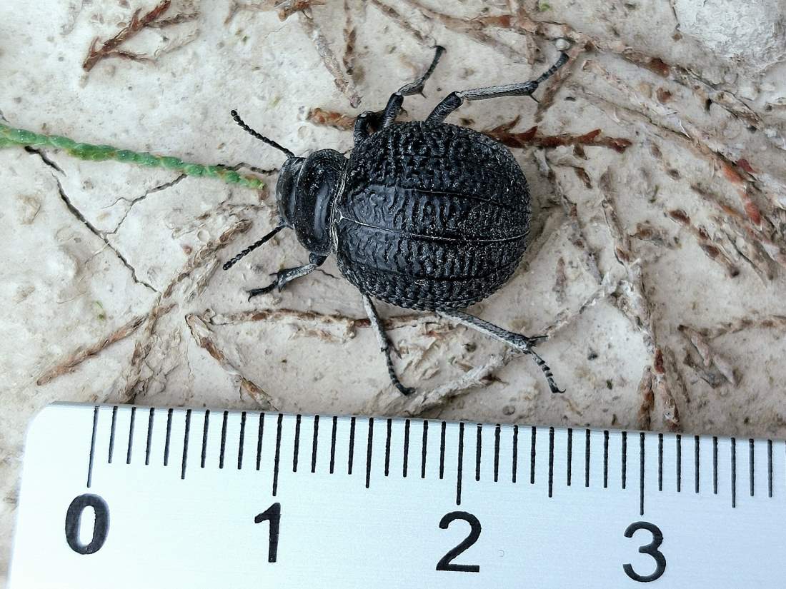 Pimeliinae (Coleoptera, Tenebrionidae) en Galera, Granada – El desinsectador y desratizador