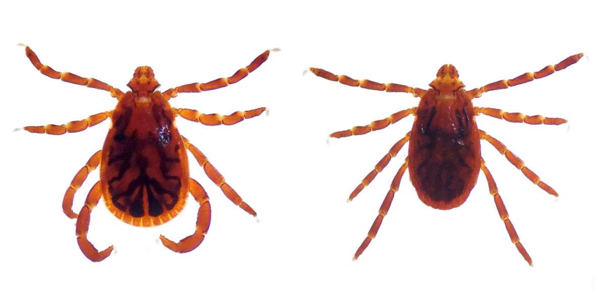 Garrapatas duras (Acari, Ixodidae) y ejemplares de Berberomeloe cf ...
