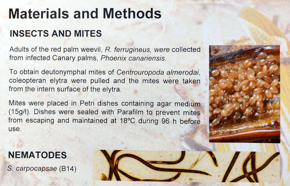 Ácaros foréticos sobre el picudo rojo de las palmeras, Rhynchophorus ferrugineus (Coleoptera ...