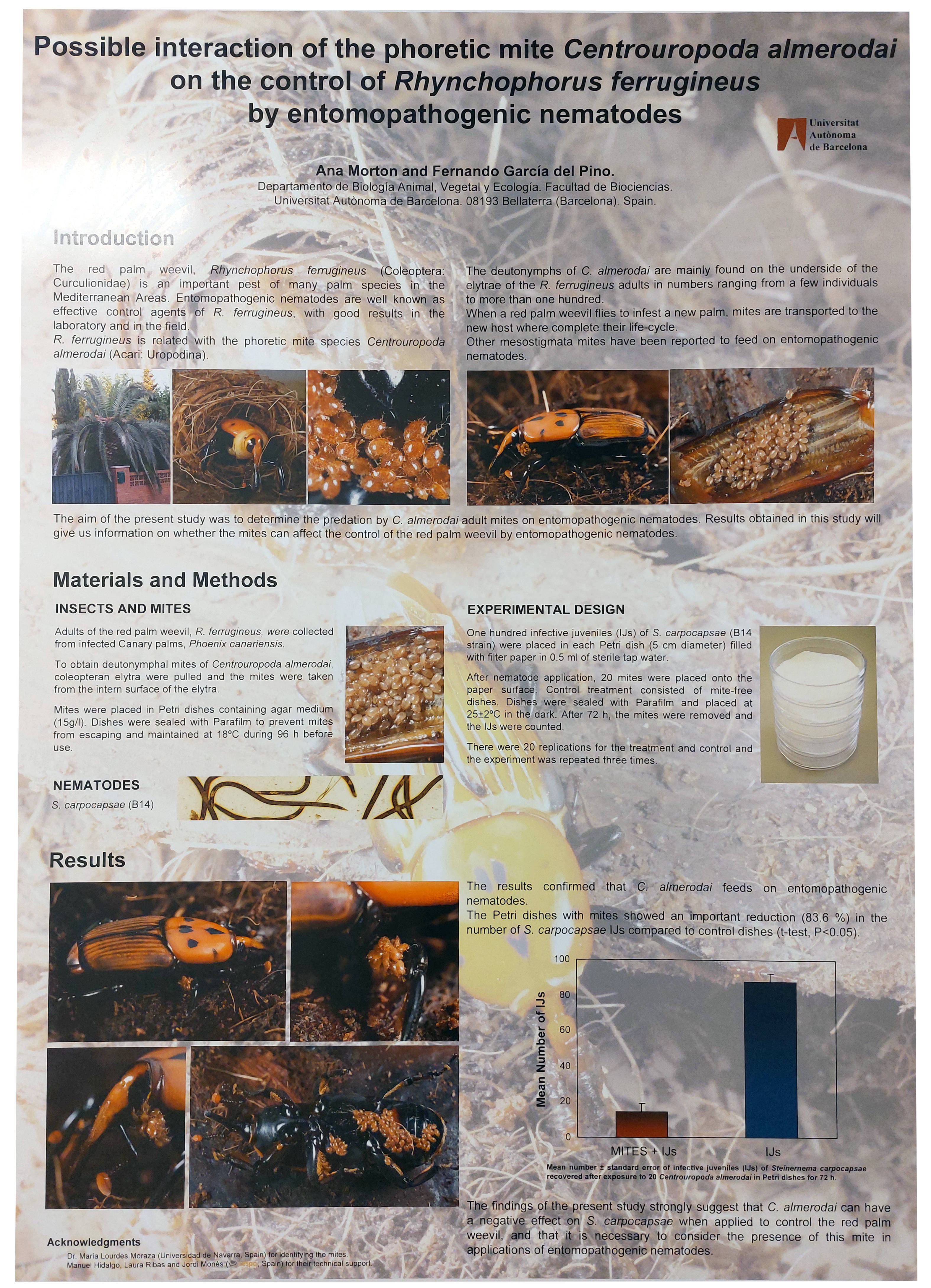 Ácaros foréticos sobre el picudo rojo de las palmeras, Rhynchophorus ferrugineus (Coleoptera ...