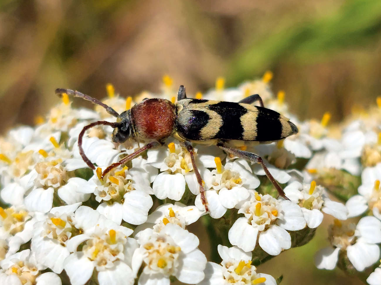 El desinsectador y desratizador – Control de plagas en el área de Barcelona